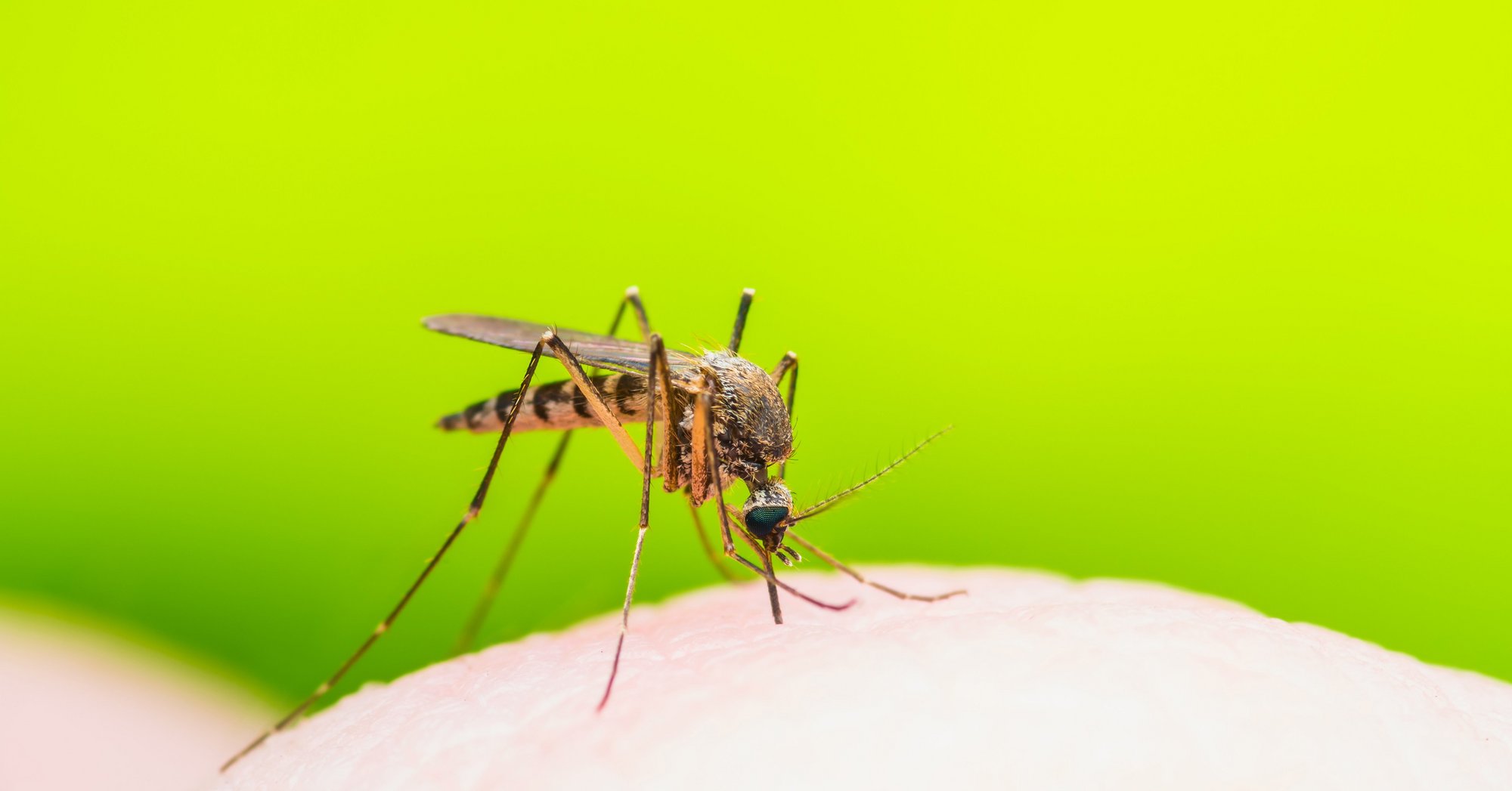 Die besten Tipps gegen Mücken & Gelsen - Schlotterer